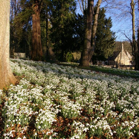 Snowdrops at Colesbourne Park