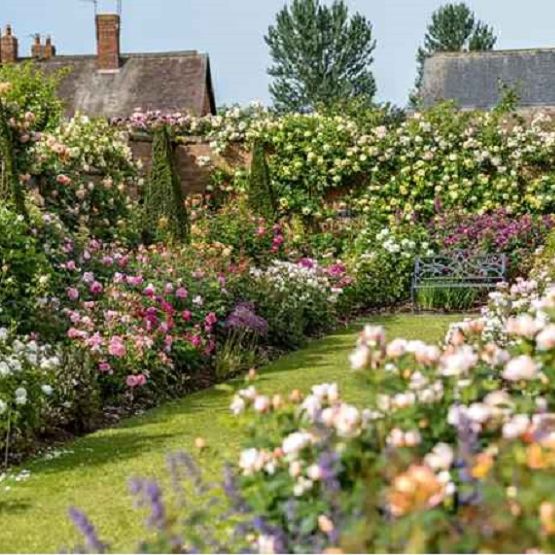 Wightwick Manor & Gardens and David Austin Roses