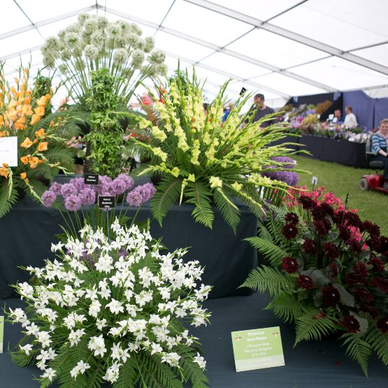 Blenheim Palace Flower Show and Gardens only