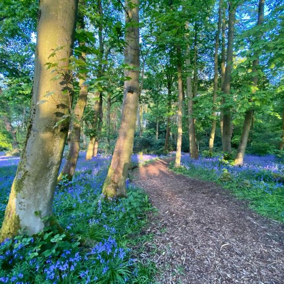 Bluebells at Rode Hall