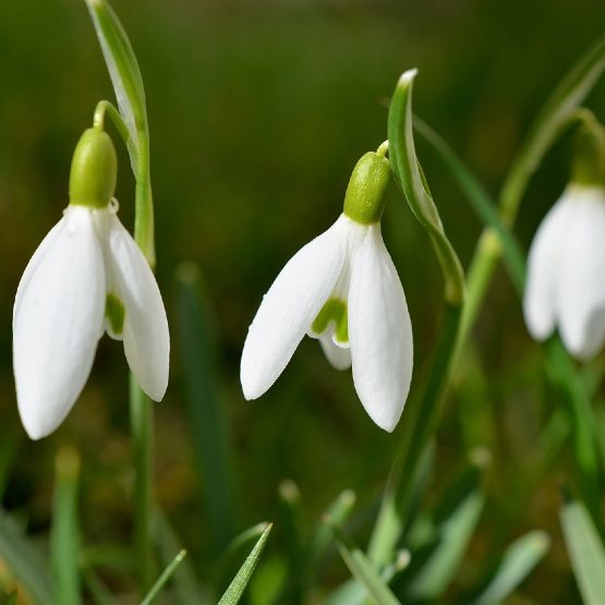 Snowdrops at Colesbourne Park
