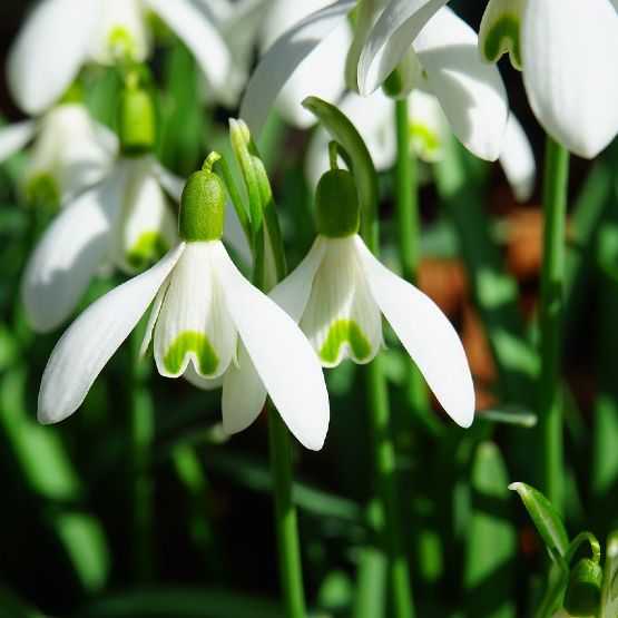 Snowdrops at Colesbourne Park